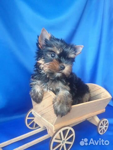 Йоркширский терьер,красавец малыш