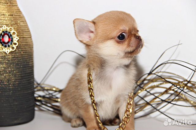 Гламурный львенок