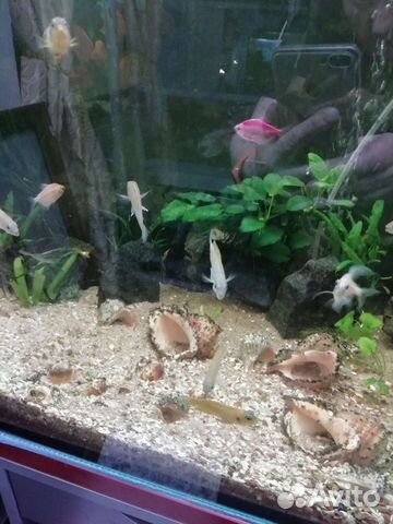 Цихлиды танганьика