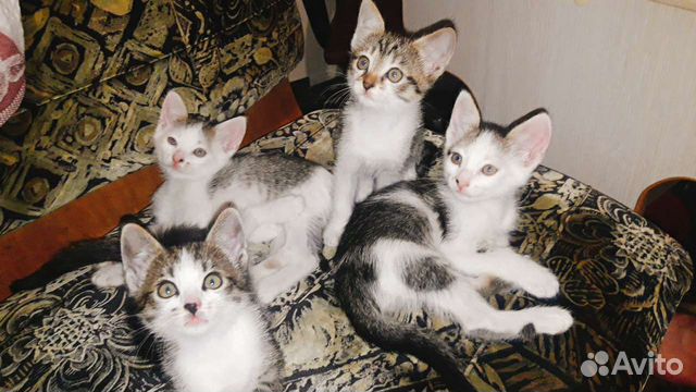 Котята в добрые руки