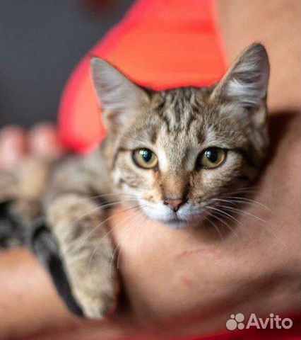 Котенок в дар