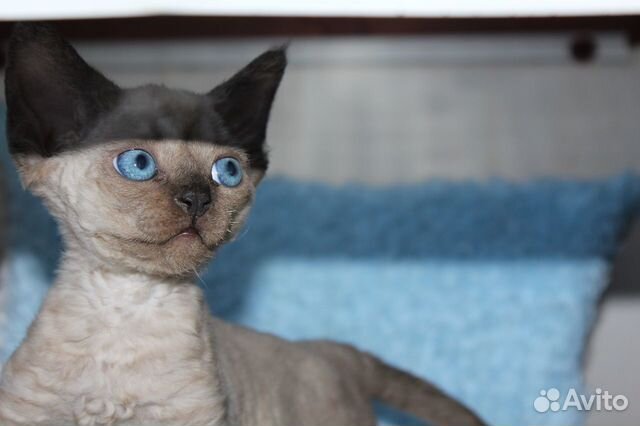 Синеглазик