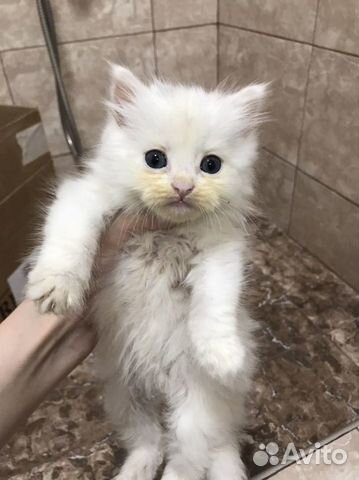 Персидская