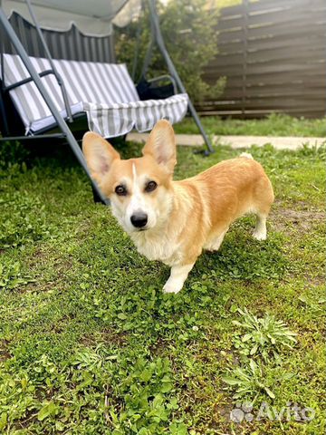 Вельш-корги пемброк вязка