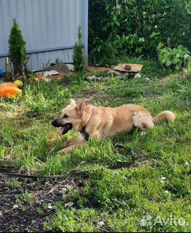 Верный пёс-компаньон Дружок в самые добрые руки