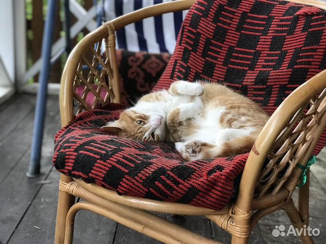 Рыжий кот Арчибальд ищет дом