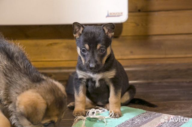 Щенок Челси 2 мес, привита, среднего размера