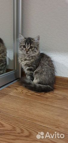 Сибирский котенок