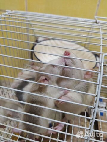 Крыски - малыши