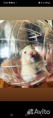 Отдам бесплатно сирийского хомячка