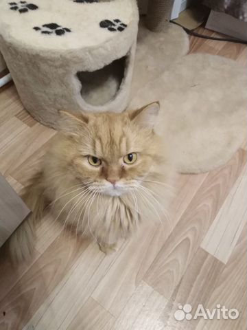 Коты на вязку