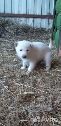 Западно сибирская лайка