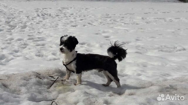 Кобель русской болонки ищет невесту