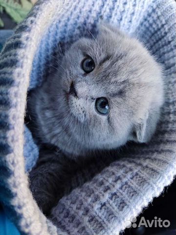 Продам британского котенка