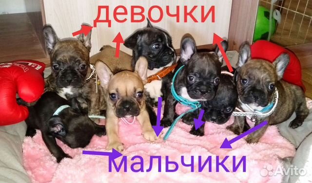 Сладкие Французкие булочки