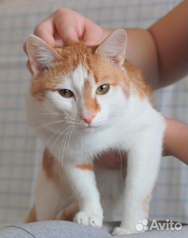 Очень нежный и ласковый кот