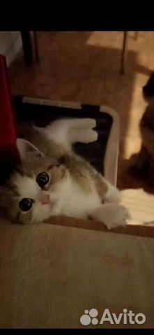 Кошки