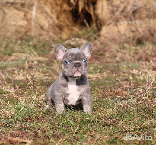 Французский бульдог