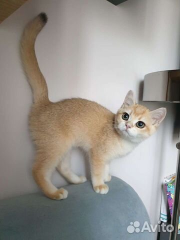 Котенок золотой британец