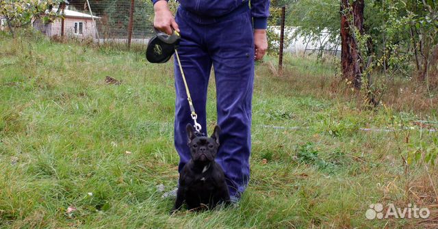 Цветные сестрички от лилового папы