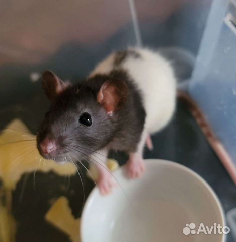 Крыса 2 месяца