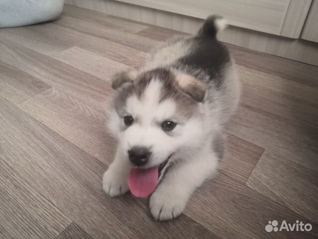 Аляскинский маламут