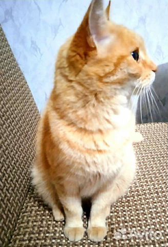 Кот Рыжый кот Русик Спасение Глухой кот