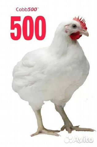 Кобб 500 Чехия инкубационные яйцо