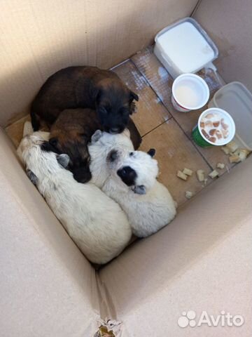 Найдена собака щенки маленькие