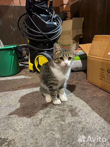 Котейка выживает на улице