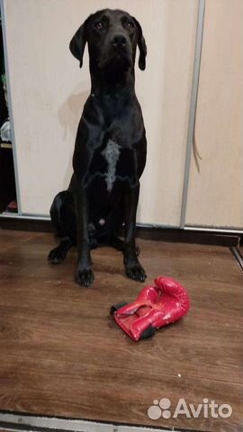 Курцхаар вязка