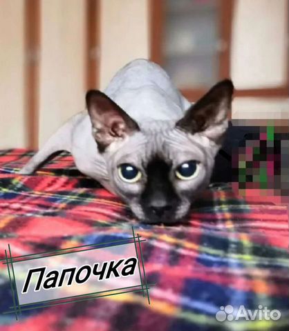 Канадский сфинкс котята
