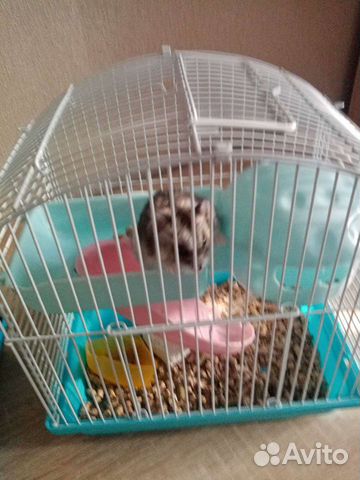 Хомяки джунгарики 2 девочки с клетками цена за 1