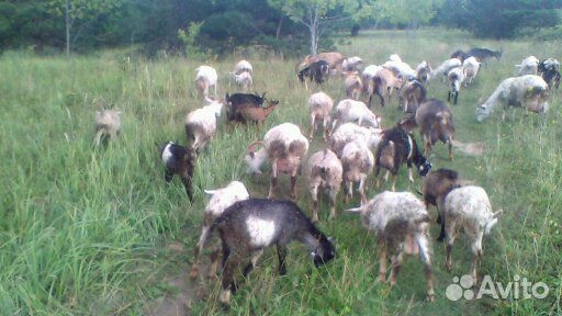 Продажа коз