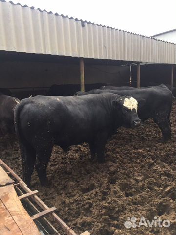 Бычки откормленные помеси Абердин 29 голов