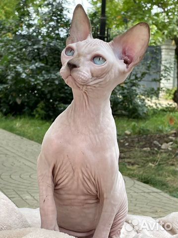 Роскошная девица канадского сфинкса