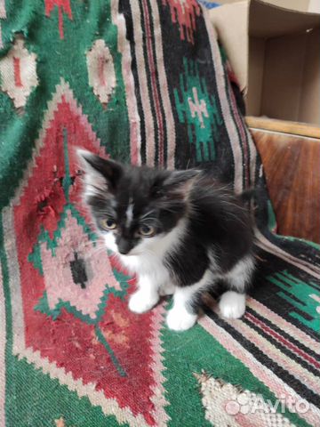 Котята в добрые руки бесплатно