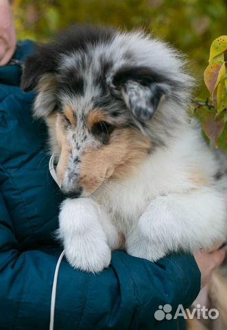 Щенок колли