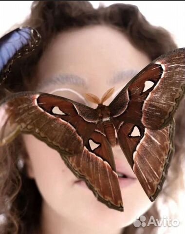 Тропические бабочки / куколки