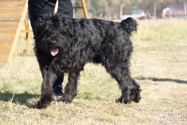 Молодой рчт в опытные руки