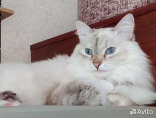 Невская маскарадная