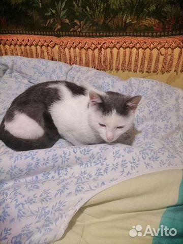 Молодой котик, в добрые руки