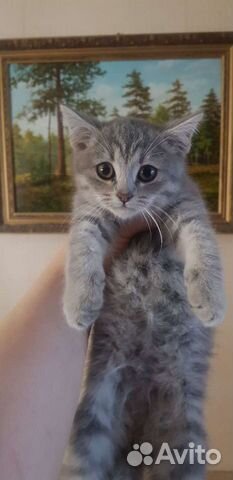 Котенок 1,5мес британский метис мальчик Викис