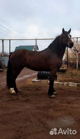 Владимирская кобыла