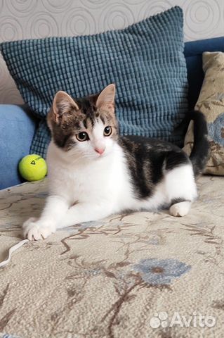Котенок Девочка Серенькая с белым в полосочку