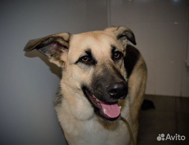 Собака Лиля в добрые руки