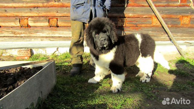 Щенок ньюфаундленд Талисман (4 мес.) :