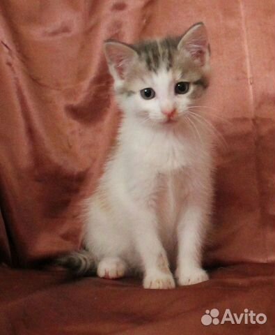 Котенок Дуся