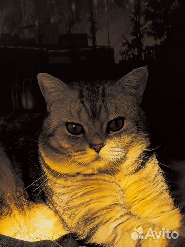 Вязка с шотландским котом