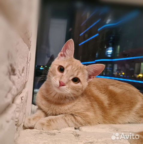 Котенок, 6 мес., девочка
